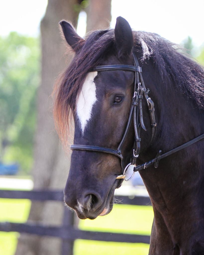 Dressage Shows – Pine Lake Stables