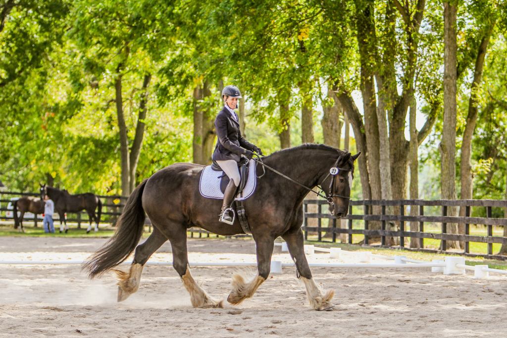 Dressage Shows – Pine Lake Stables